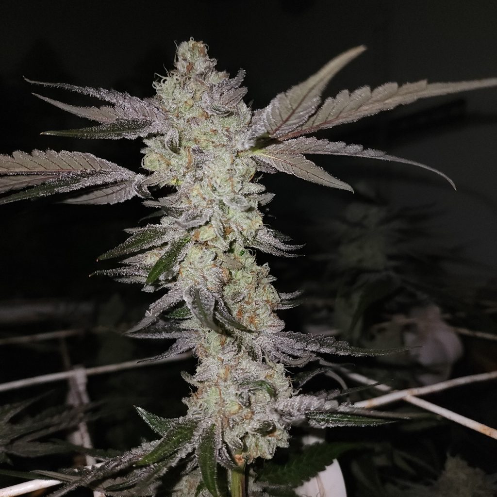 Vanta Black – Capulator