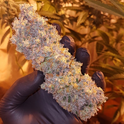 Granny MAC – Capulator